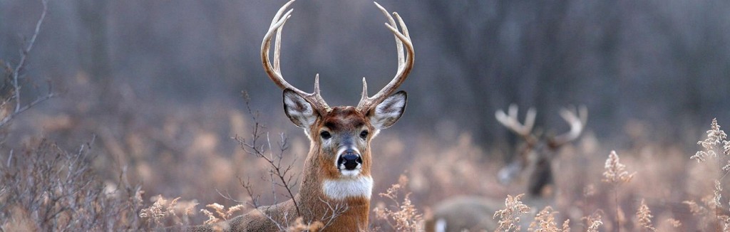 Indiana Deer and Elk Farmers Association