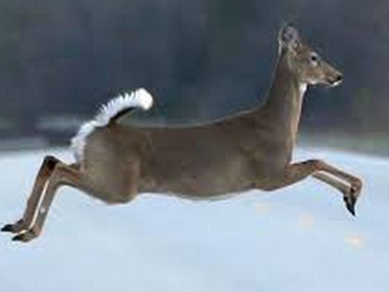 Jumping-doe-edited - Indiana Deer and Elk Farmers Association